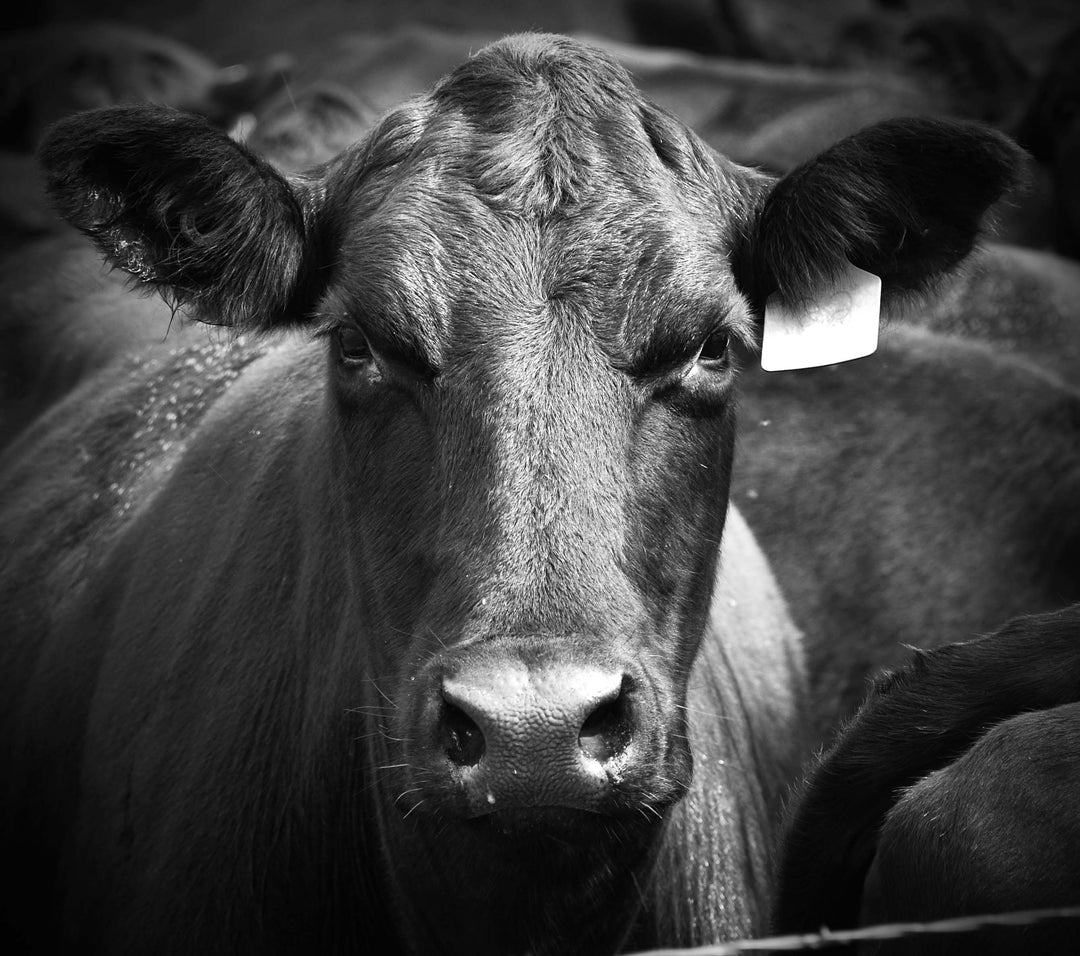 Chef's Vault - What do i know about the company growing the food?