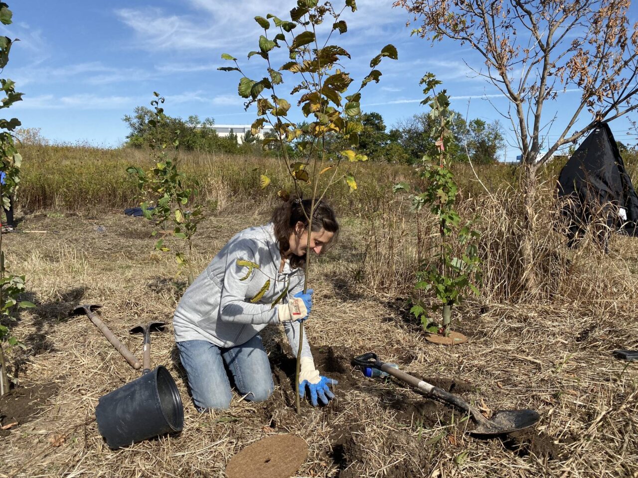 Rootree's 2019 Tree Planting Accomplishment | The Nest | Rootree